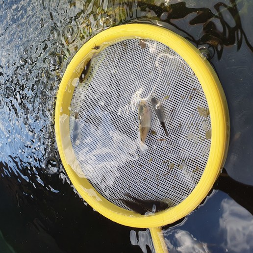Download STL file fish viewing net (koi)(gold fish) need build plate of ...