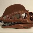Download STL files Dilophosaurus Skull ・ Cults