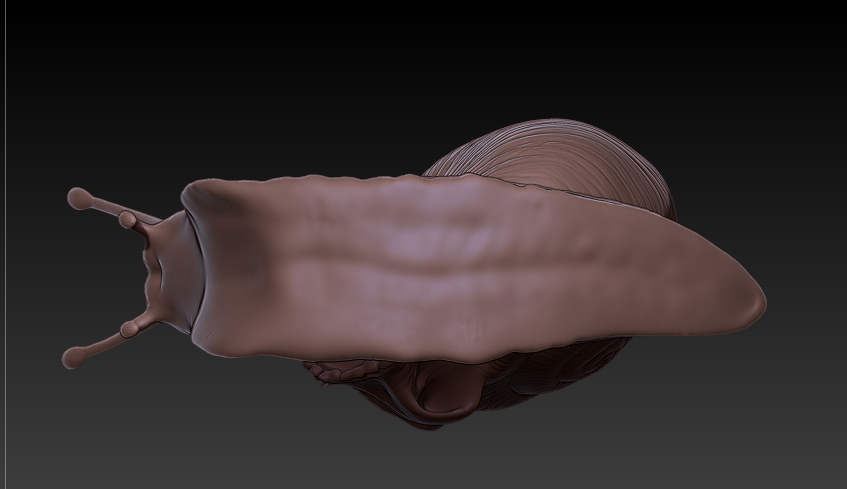 STL file SNAILSKULL・3D printable model to download・Cults