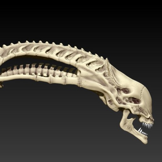 Xenomorph Human Skull