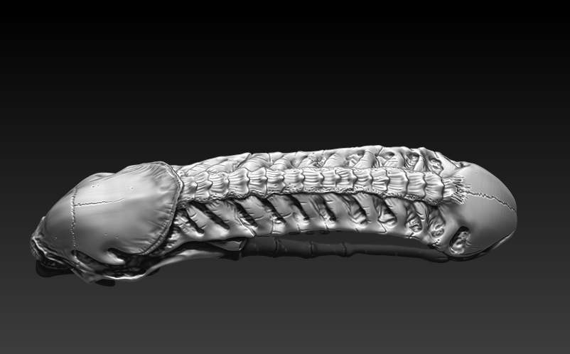 STL file Xenomorph skull with base 💀・Template to download and 3D print ...