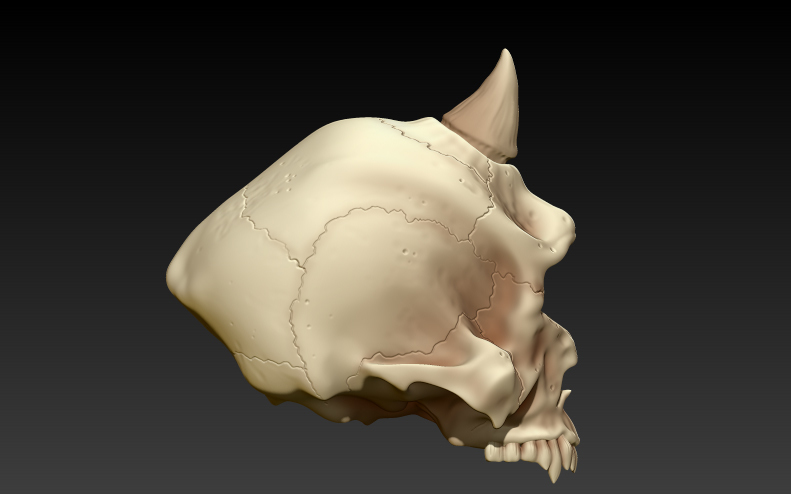 STL file CYCLOP SKULL 💀・3D printable model to download・Cults