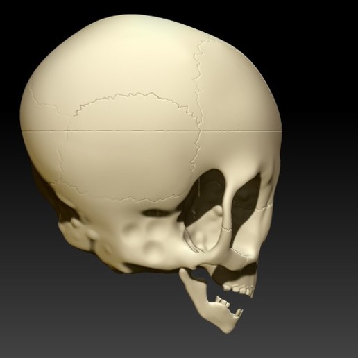 Download STL file GREY ALIEN SKULL V2 WITH BASE • 3D printing model ・ Cults