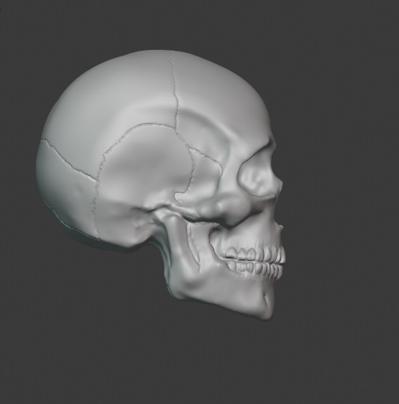 Download STL file Human Skull 2.0 • 3D printer object ・ Cults