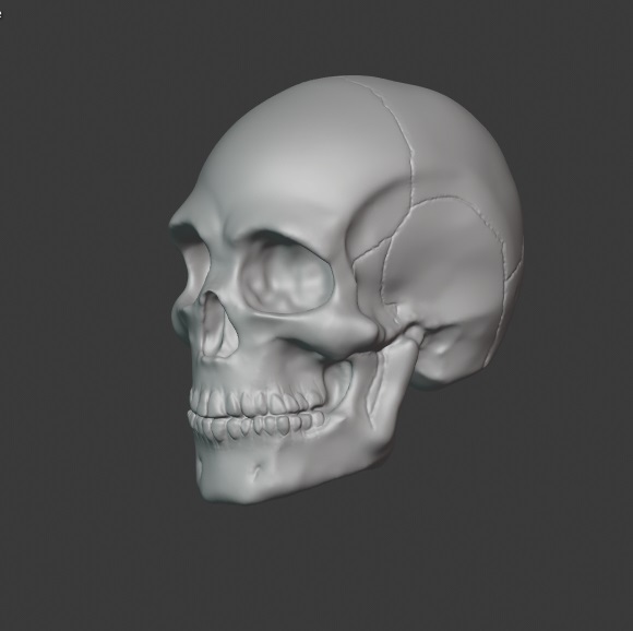 STL file Human Skull 2.0・3D print design to download・Cults