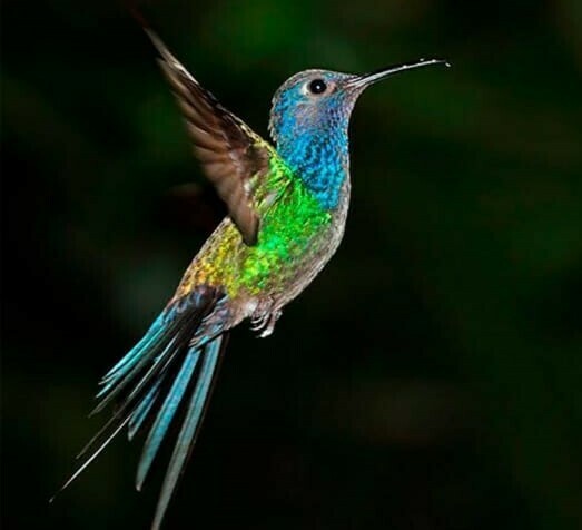 Archivo STL colibrí・Plan para descargar y imprimir en 3D・Cults