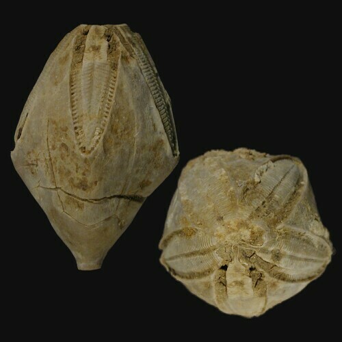 3D file Fossil Trilobites and Blastoids・3D printer design to download・Cults
