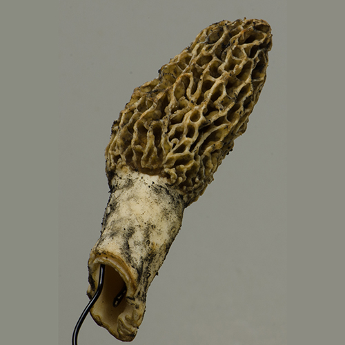 STL file Morel #10 🍄・Model to download and 3D print・Cults