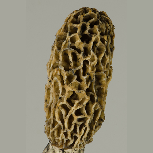 STL file Morel #10 🍄・Model to download and 3D print・Cults