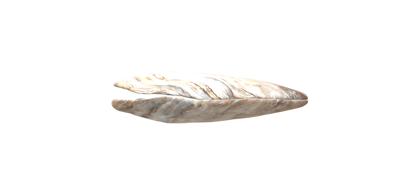 Free STL file Real Oyster・Template to download and 3D print・Cults