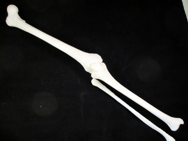 Free STL file Right Leg Long Bones・3D printing idea to download・Cults