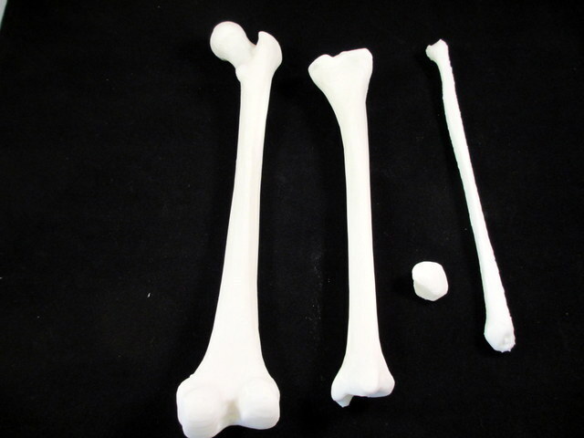 Free STL file Right Leg Long Bones・3D printing idea to download・Cults