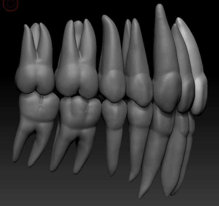 Dental Anatomy Diagram 3d