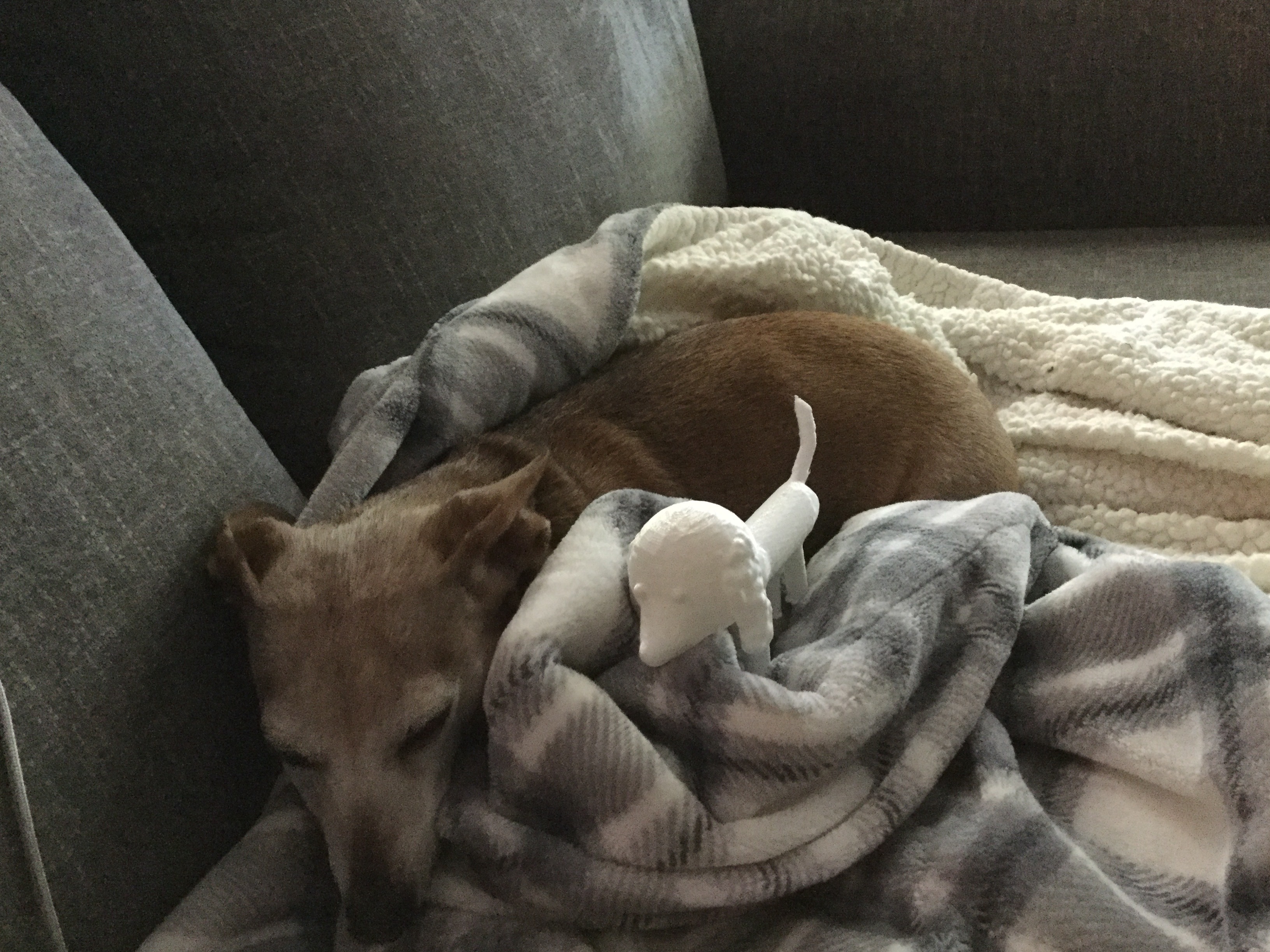 STL file Dachshund / Weenier Dog 🐕・3D printing design to download・Cults