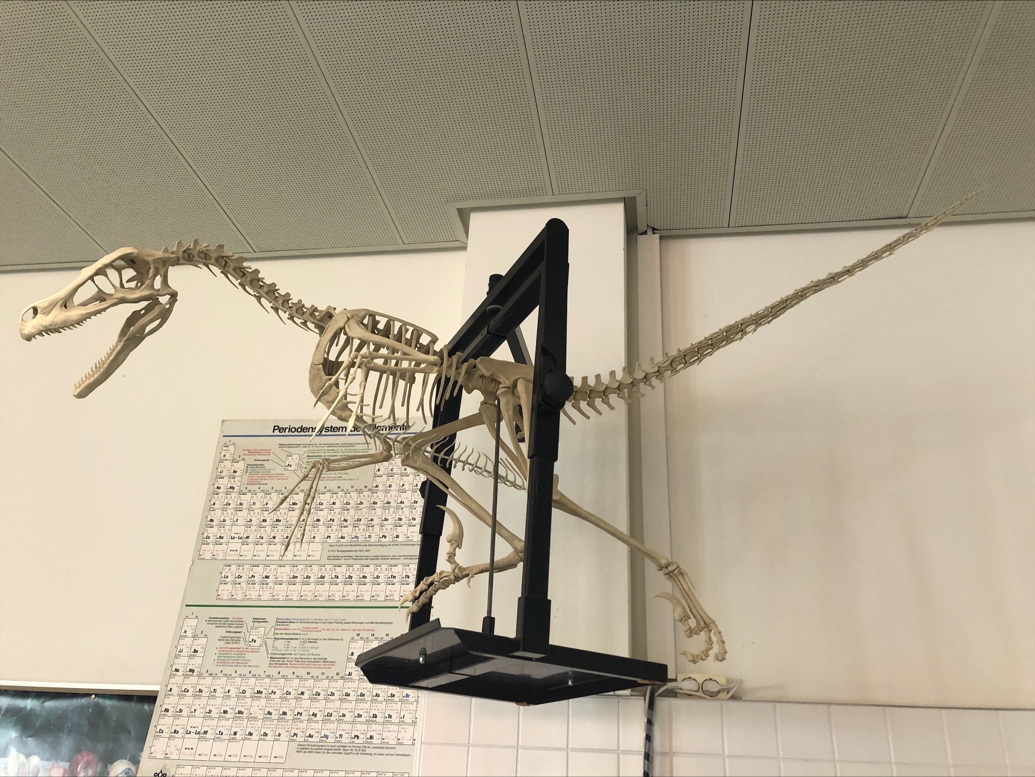 3D printed Life-size Vélociraptor skeleton Part01/05 • made with ...