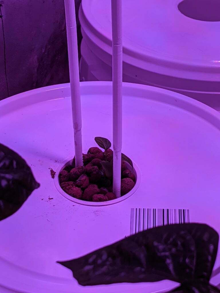 Free STL file Hydroponic Net Cup with Vertical Supports・3D print design ...