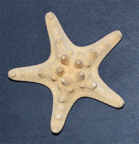 Free 3D file StarFish B - Patrick :)・3D print model to download・Cults