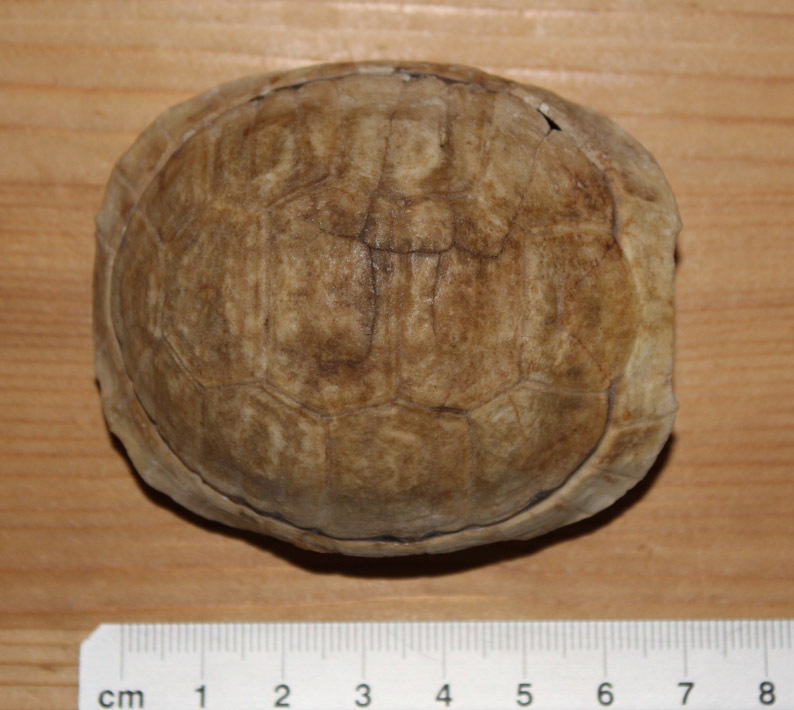 Free 3D file Lost Turtle・3D printable object to download・Cults