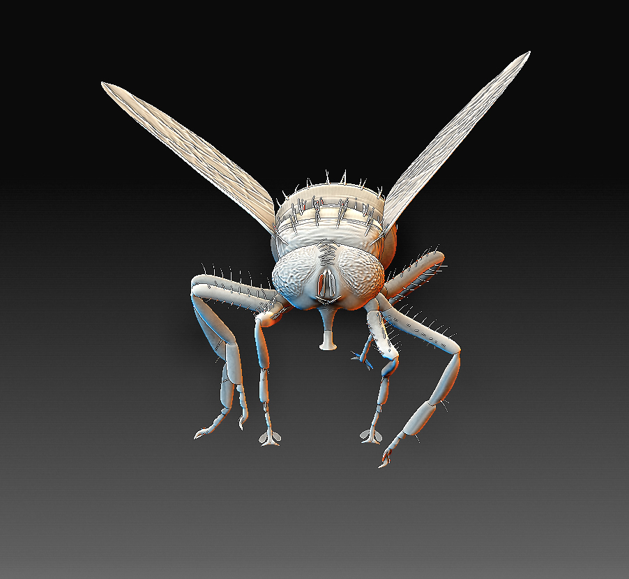 Free STL file Fly model・3D print model to download・Cults