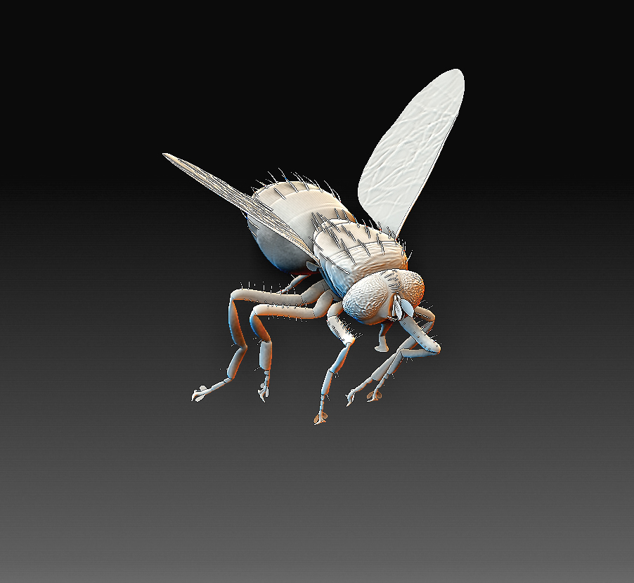 Free STL file Fly model・3D print model to download・Cults