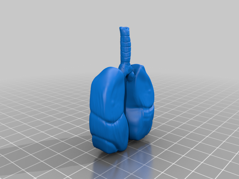 Free STL file Realistic looking lungs・3D print model to download・Cults