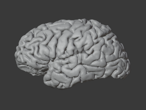 Free STL file NORMAL HUMAN BRAIN MODEL・3D printer model to download・Cults