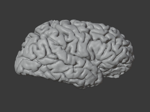 Free STL file NORMAL HUMAN BRAIN MODEL・3D printer model to download・Cults