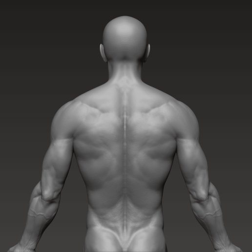 Download STL file Anatomically correct muscular male body Low and High ...
