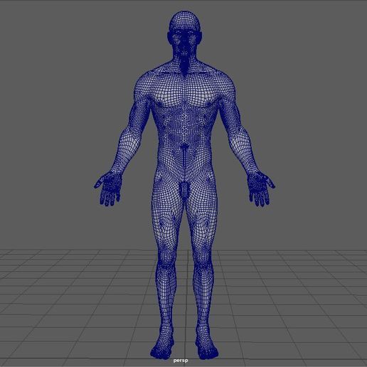 Download STL file Anatomically correct muscular male body Low and High ...