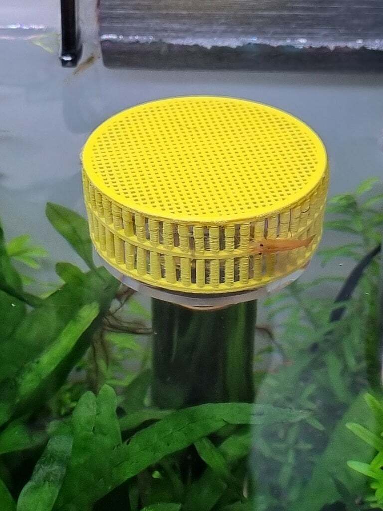 Free STL file 16mm Stainless Lily Pipe Skimmer Shrimp/Snail Guard・Model ...