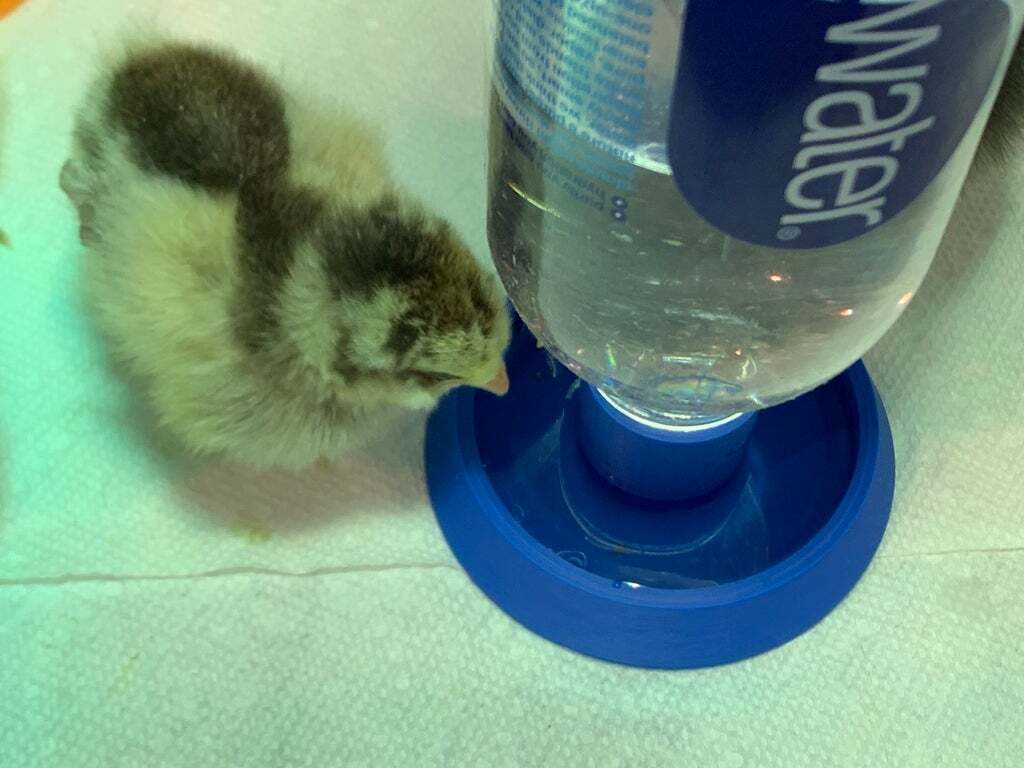 Free STL file Baby Chick Water Bottle Dish (Stabilized)・3D printable ...