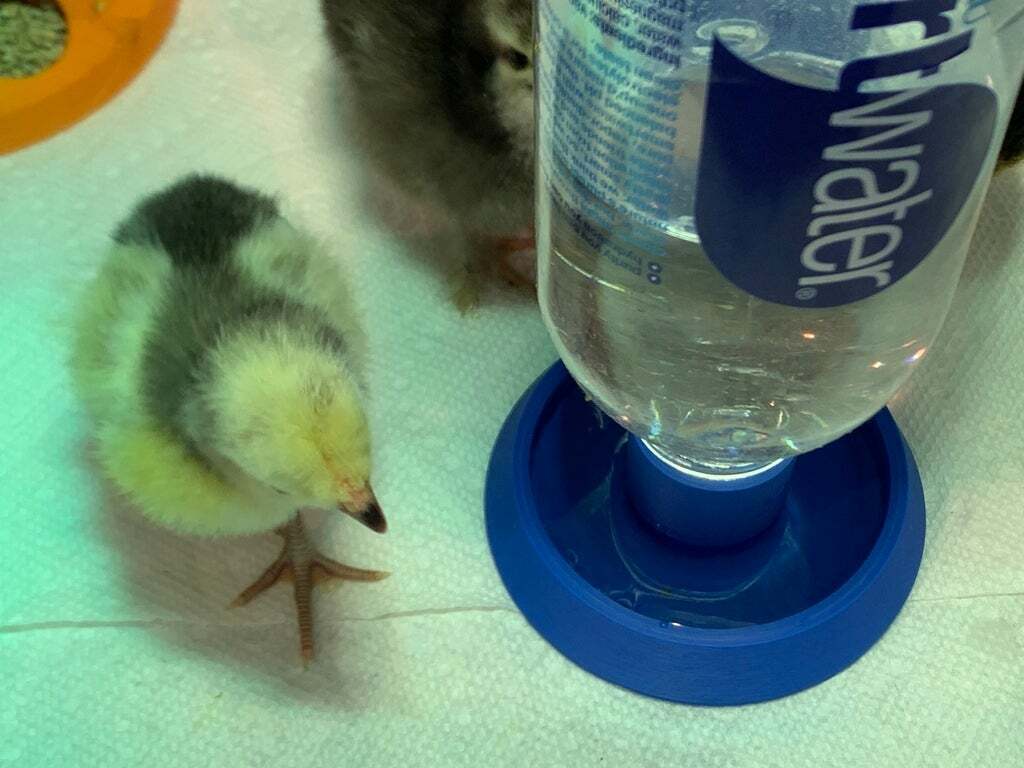 Free STL file Baby Chick Water Bottle Dish (Stabilized)・3D printable ...