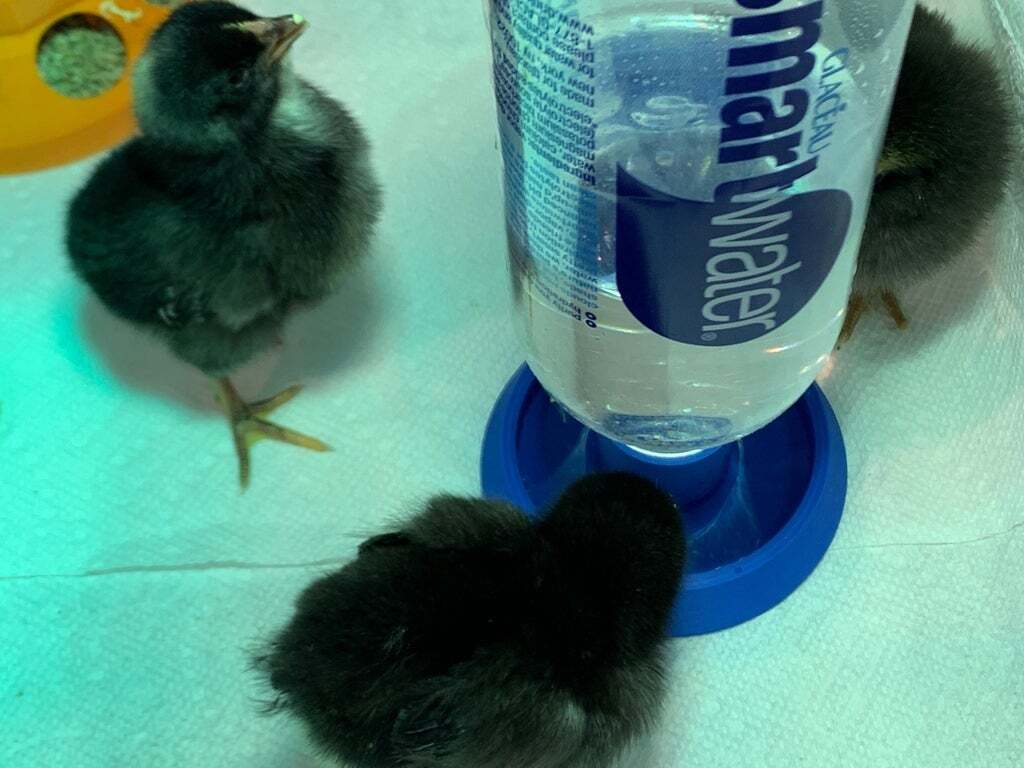 Free STL file Baby Chick Water Bottle Dish (Stabilized)・3D printable ...