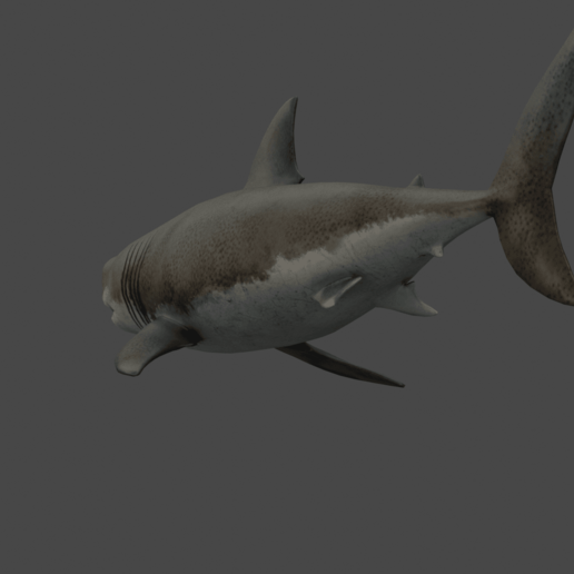 Download free OBJ file Great White Shark • 3D printer model ・ Cults