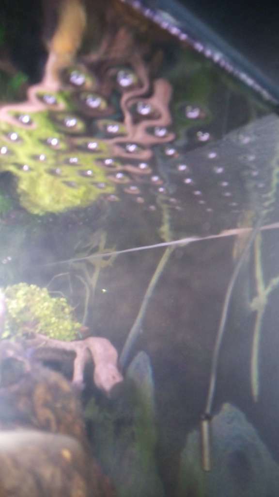 Free 3D file water diffuser with space for activated carbon 🚰・3D ...