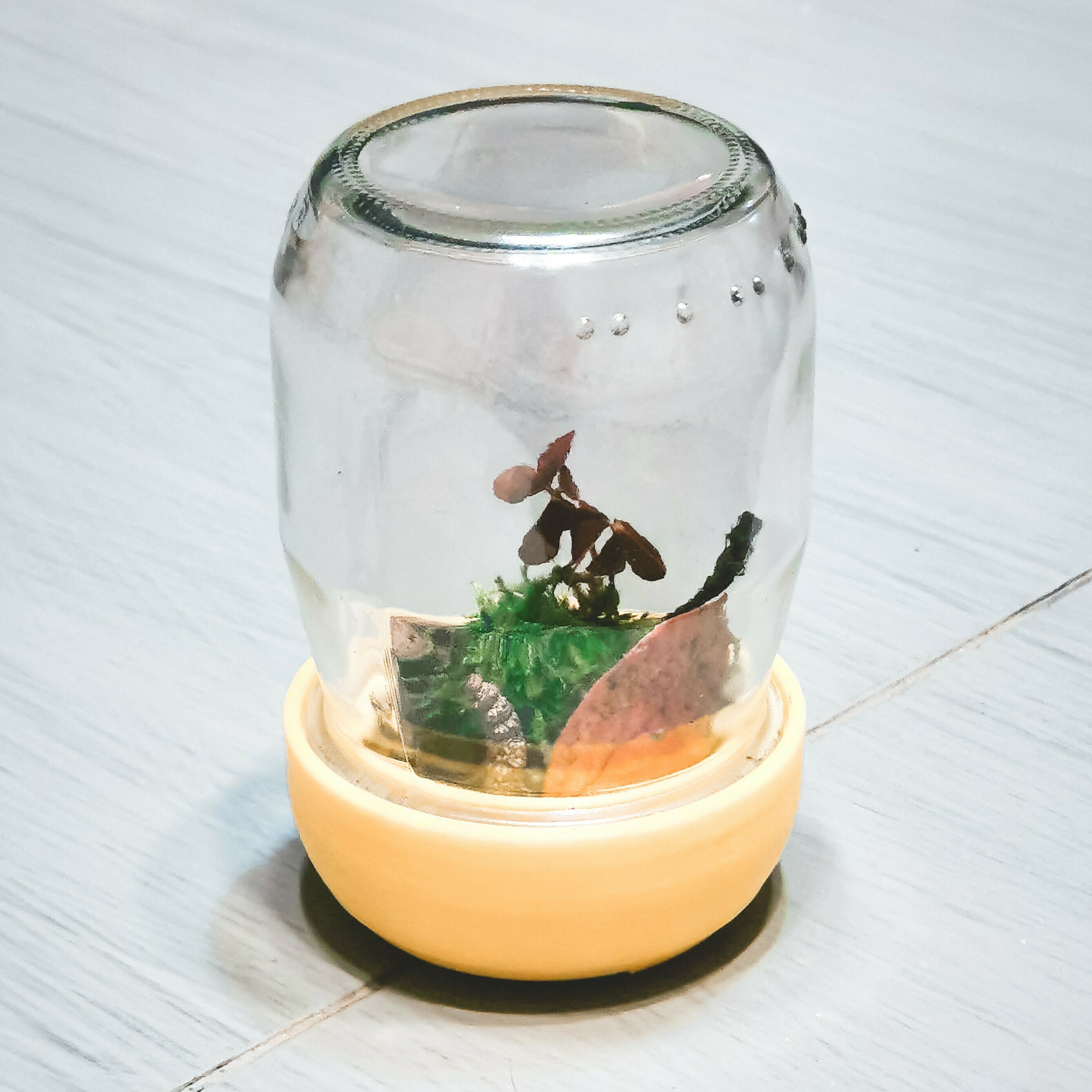Free STL file Mini terrarium・3D print design to download・Cults
