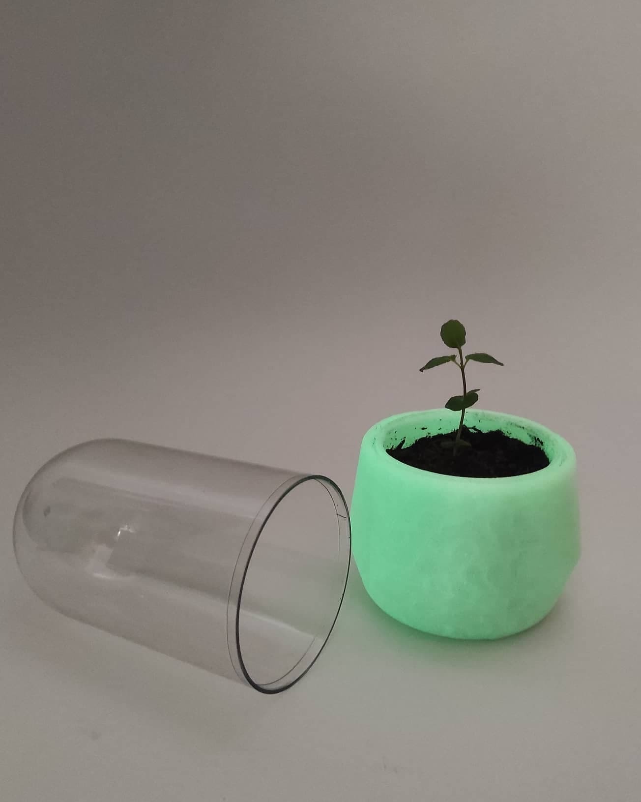 Free STL file Phosphorescent terrarium・Object to download and to 3D ...