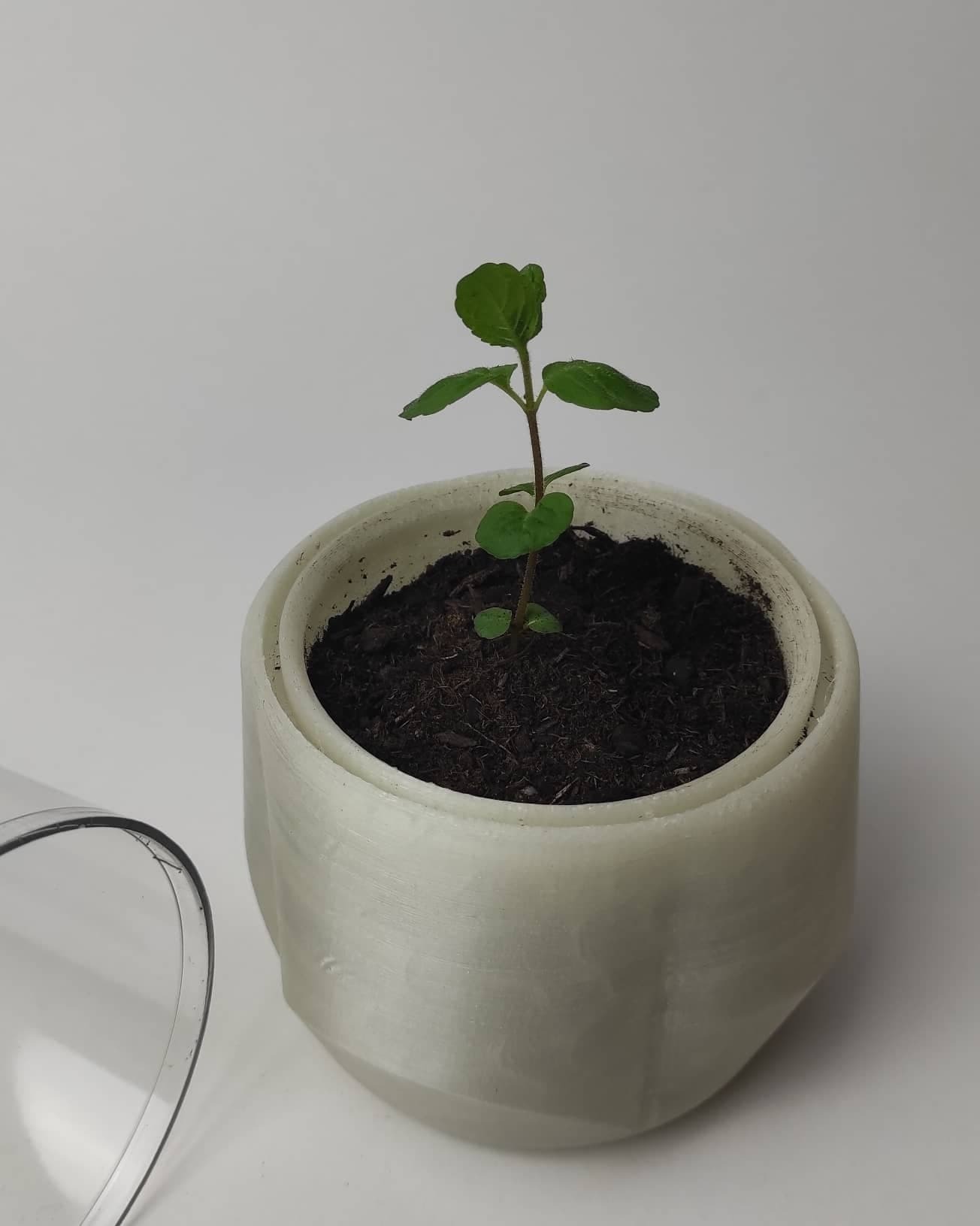 Free STL file Phosphorescent terrarium・Object to download and to 3D ...