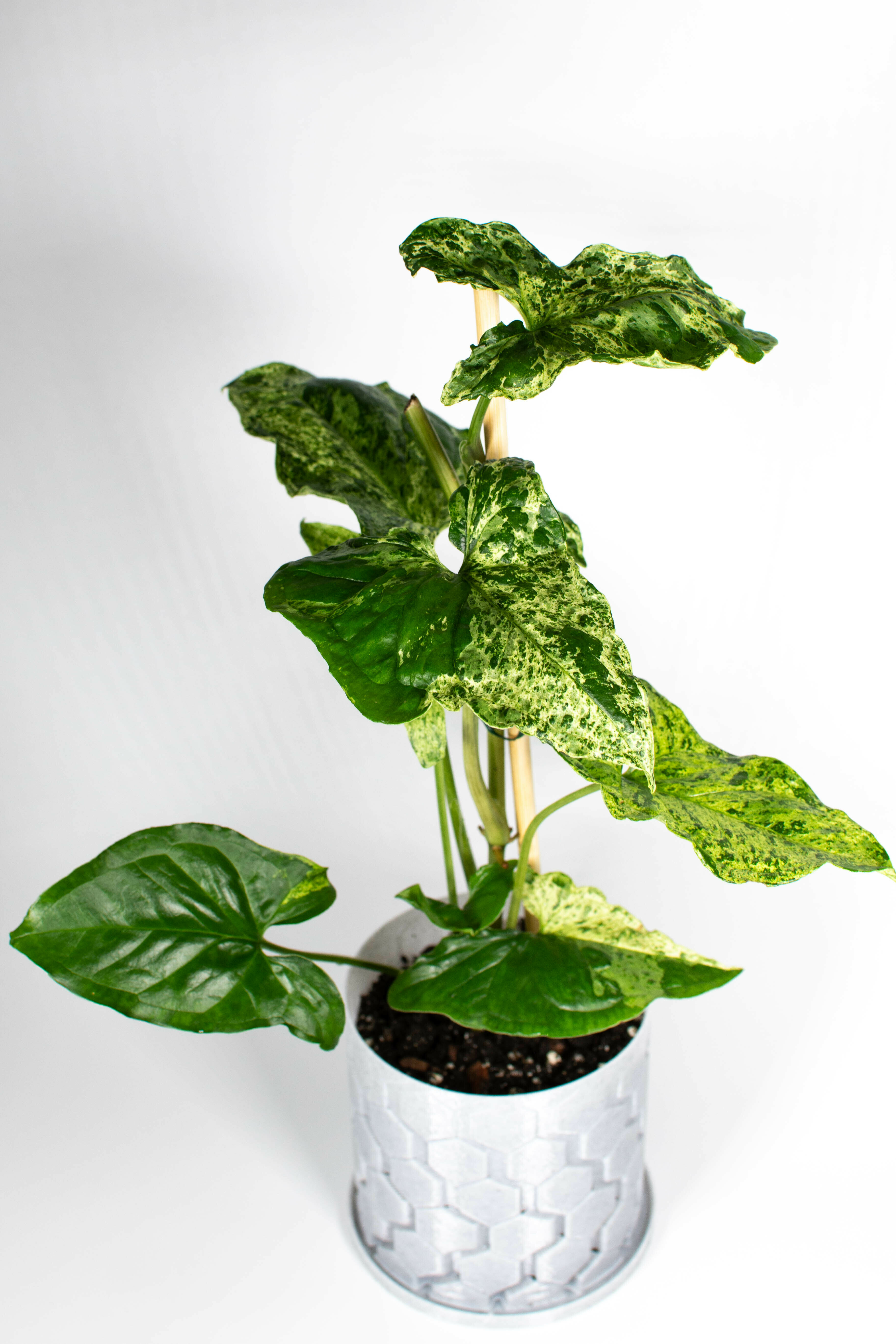 STL file Orquideorama Parametric Flower Pot Indoor/Outdoor Planter With ...