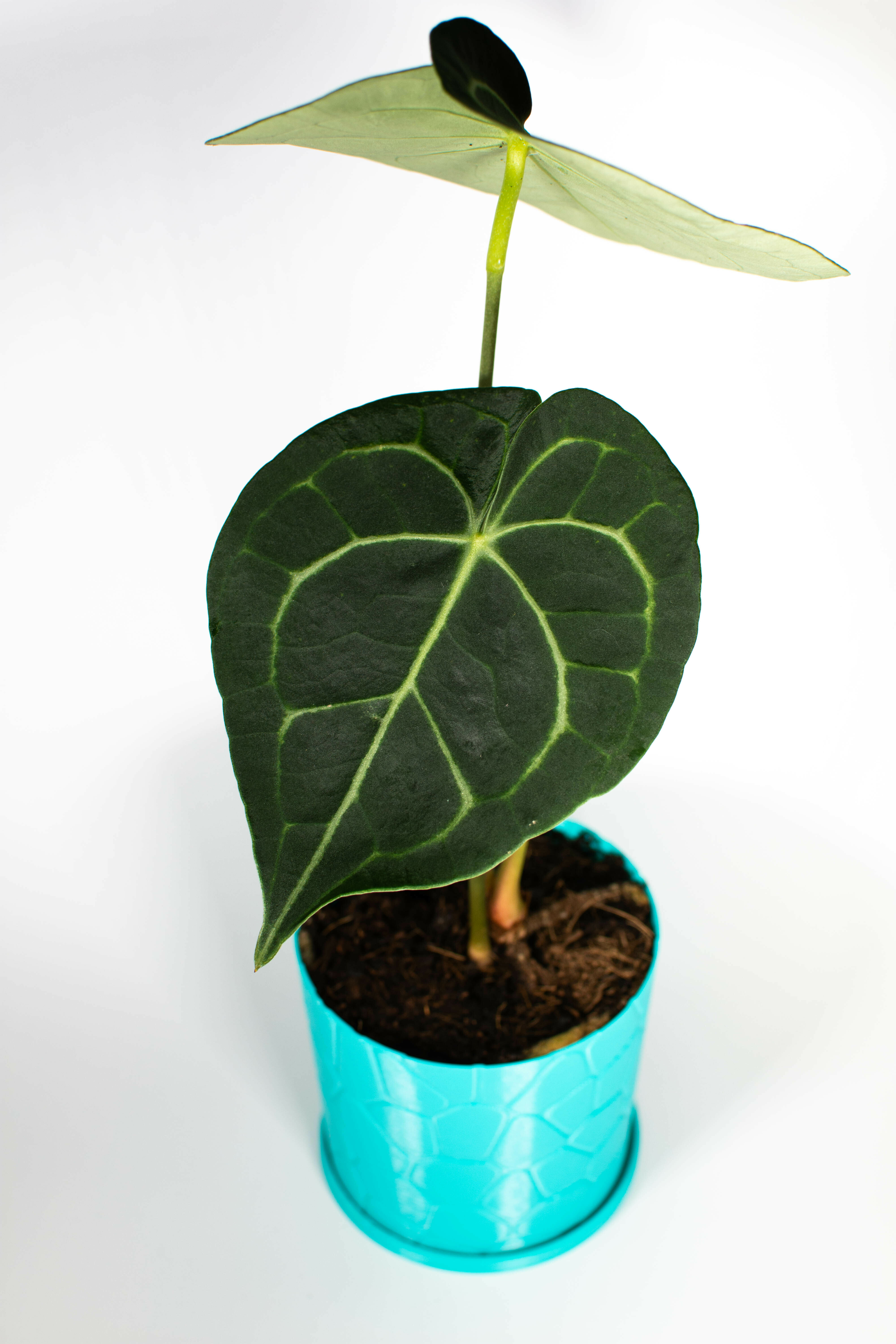 STL file Stone wall Parametric Flower Pot Indoor/Outdoor Planter With ...