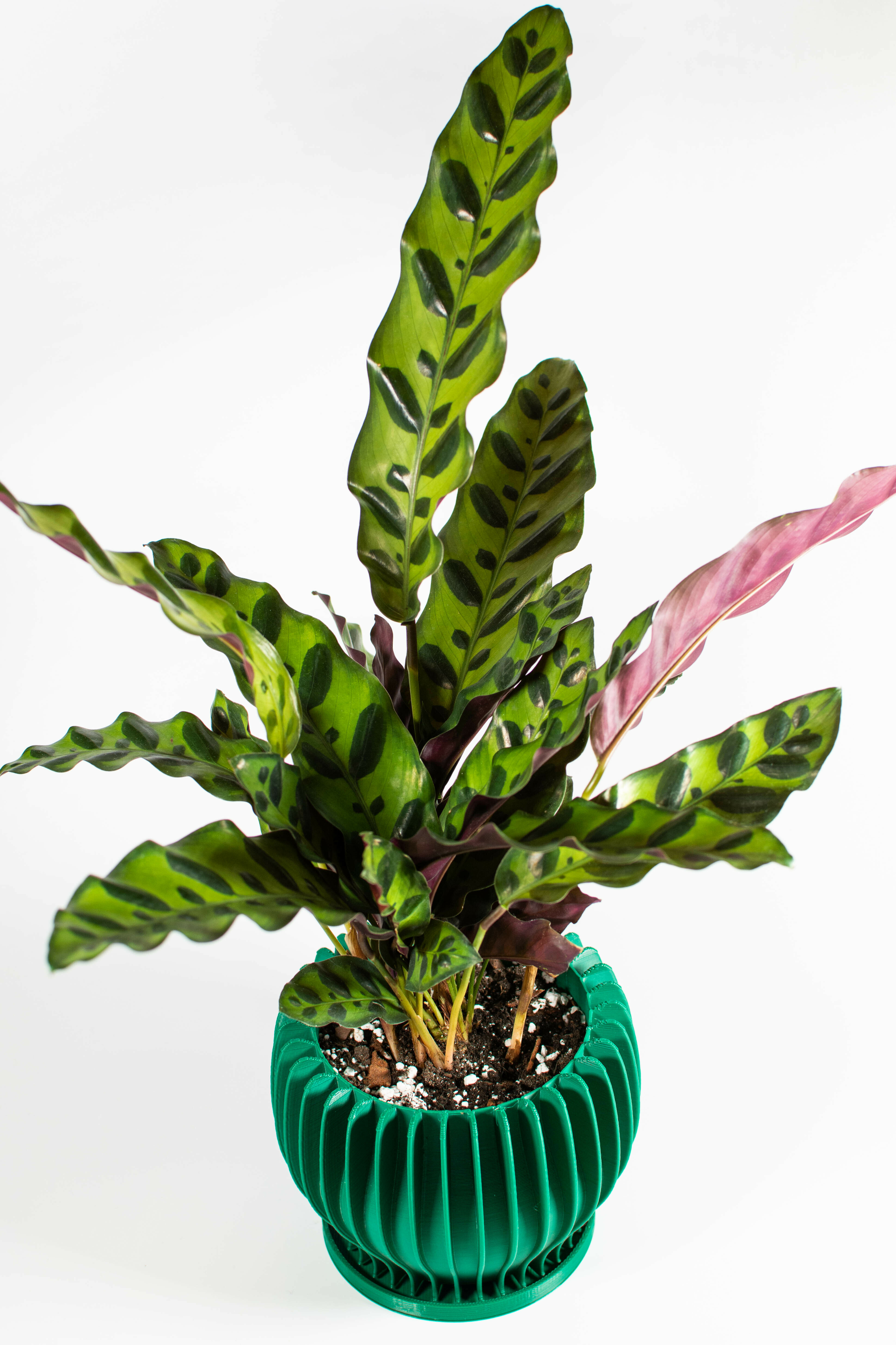 STL file Turbine seed Parametric Flower Pot Indoor/Outdoor Planter With ...