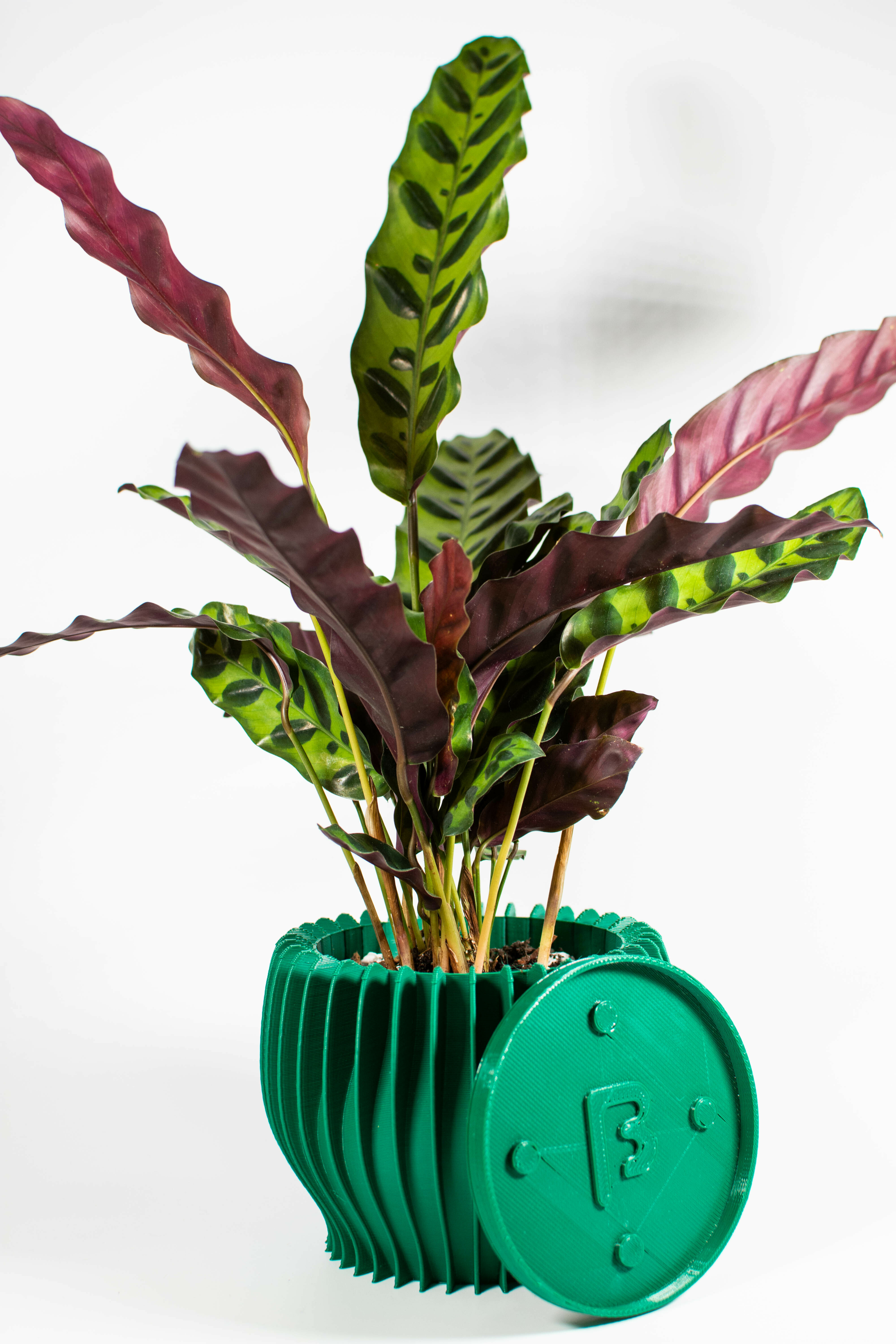 STL file Turbine seed Parametric Flower Pot Indoor/Outdoor Planter With ...