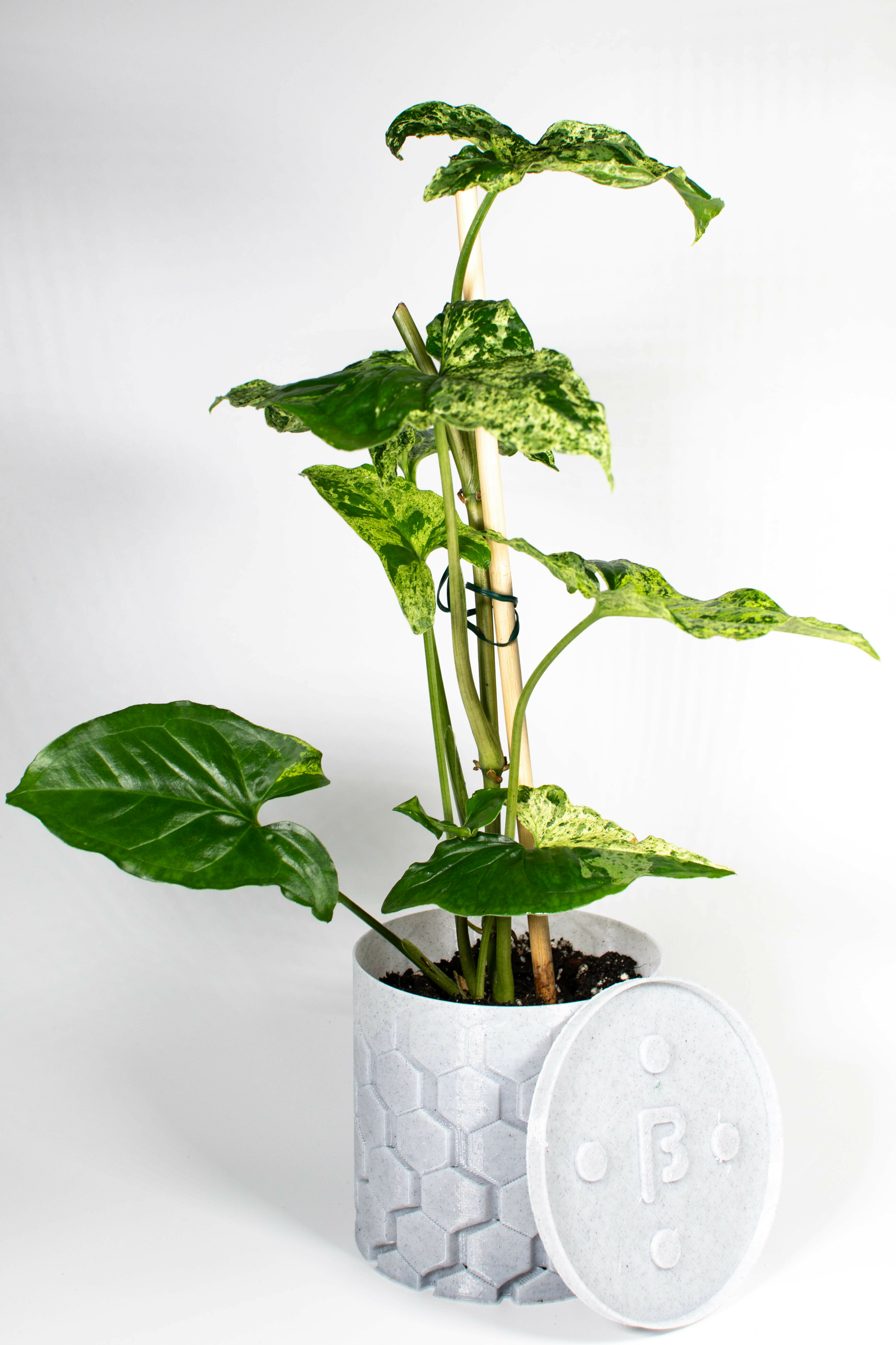 STL file Orquideorama Parametric Flower Pot Indoor/Outdoor Planter With ...