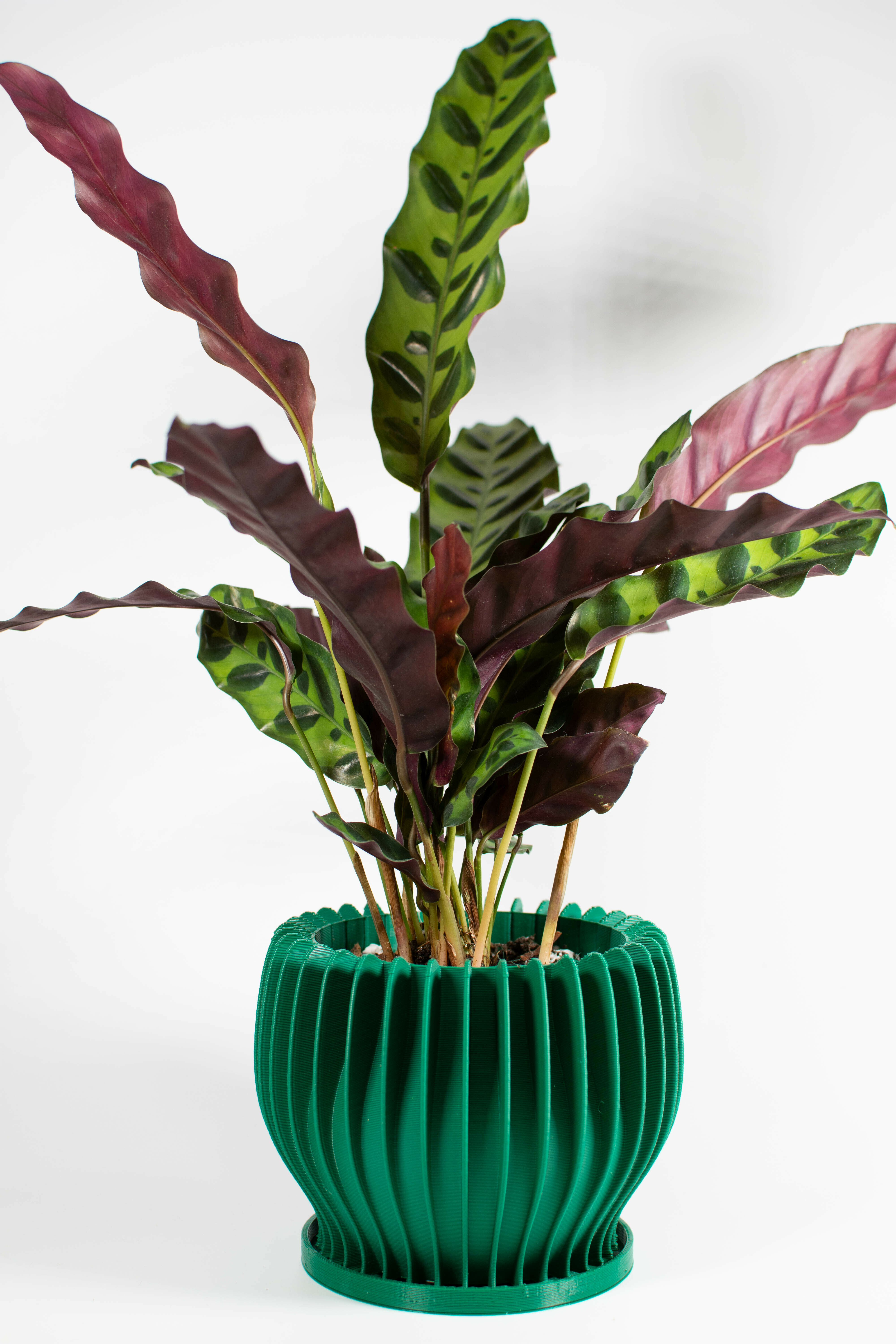 STL file Turbine seed Parametric Flower Pot Indoor/Outdoor Planter With ...