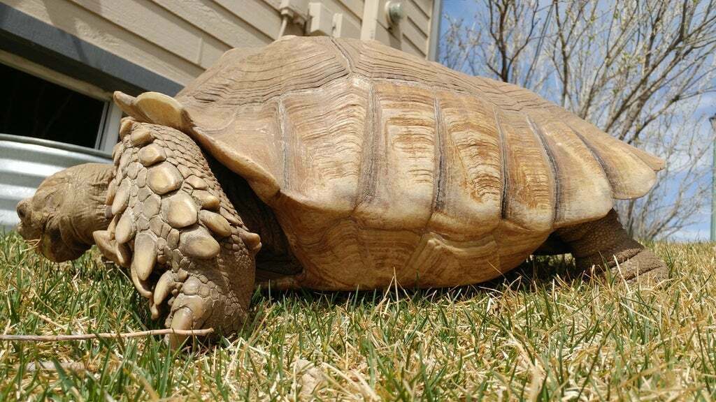 STL-Datei Sulcata tortoise shell kostenlos・3D-druckbare Vorlage zum ...