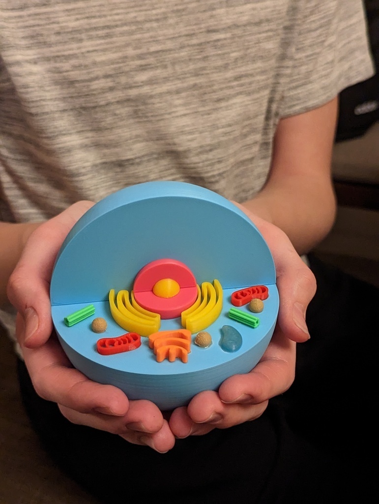 Free 3D file Animal Cell・3D printable object to download・Cults