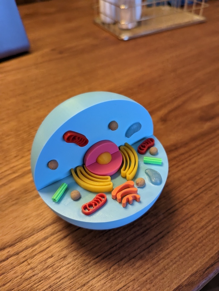 Free 3D file Animal Cell・3D printable object to download・Cults