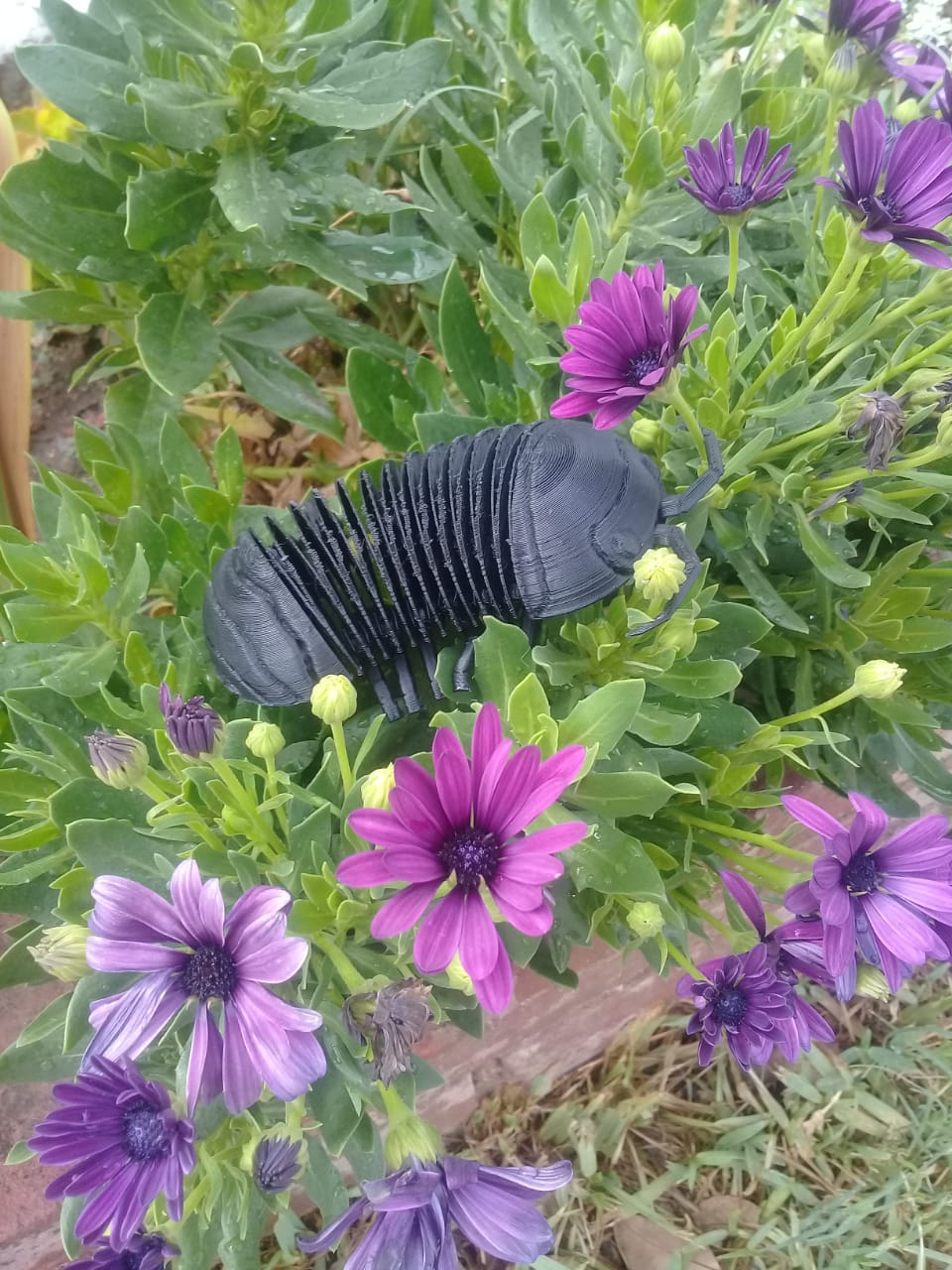 STL file Flexi Isopod・3D printing design to download・Cults