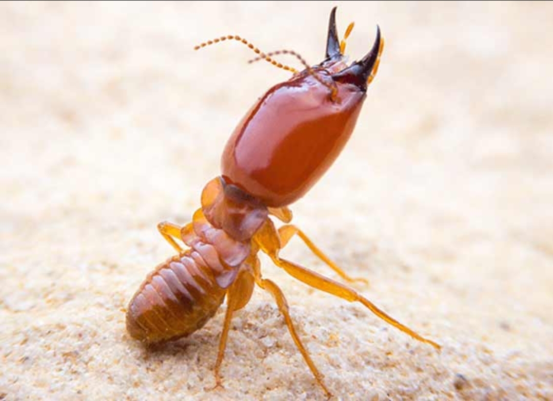 Free STL file Red Termite・3D printable model to download・Cults