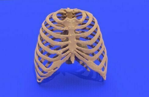 STL file ribs cage toracic・3D printer design to download・Cults
